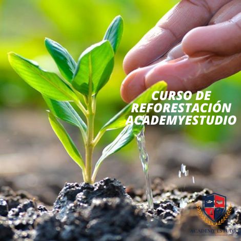 20 Preguntas Sobre la Reforestación